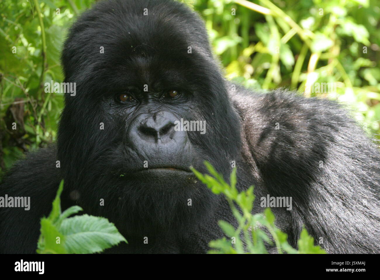 africa male masculine portrait monkey apes gorilla africa male ...