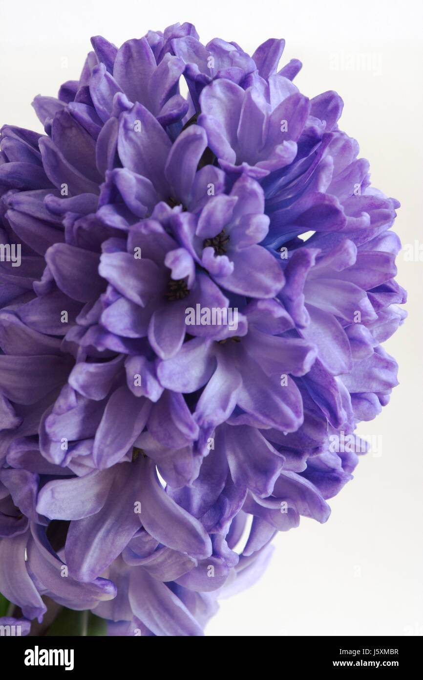 Hyacinthe hi-res stock photography and images - Alamy