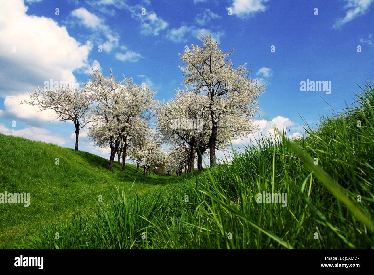 tree trees field blossoms spring cherries bleed cherry tree meadow blue ...