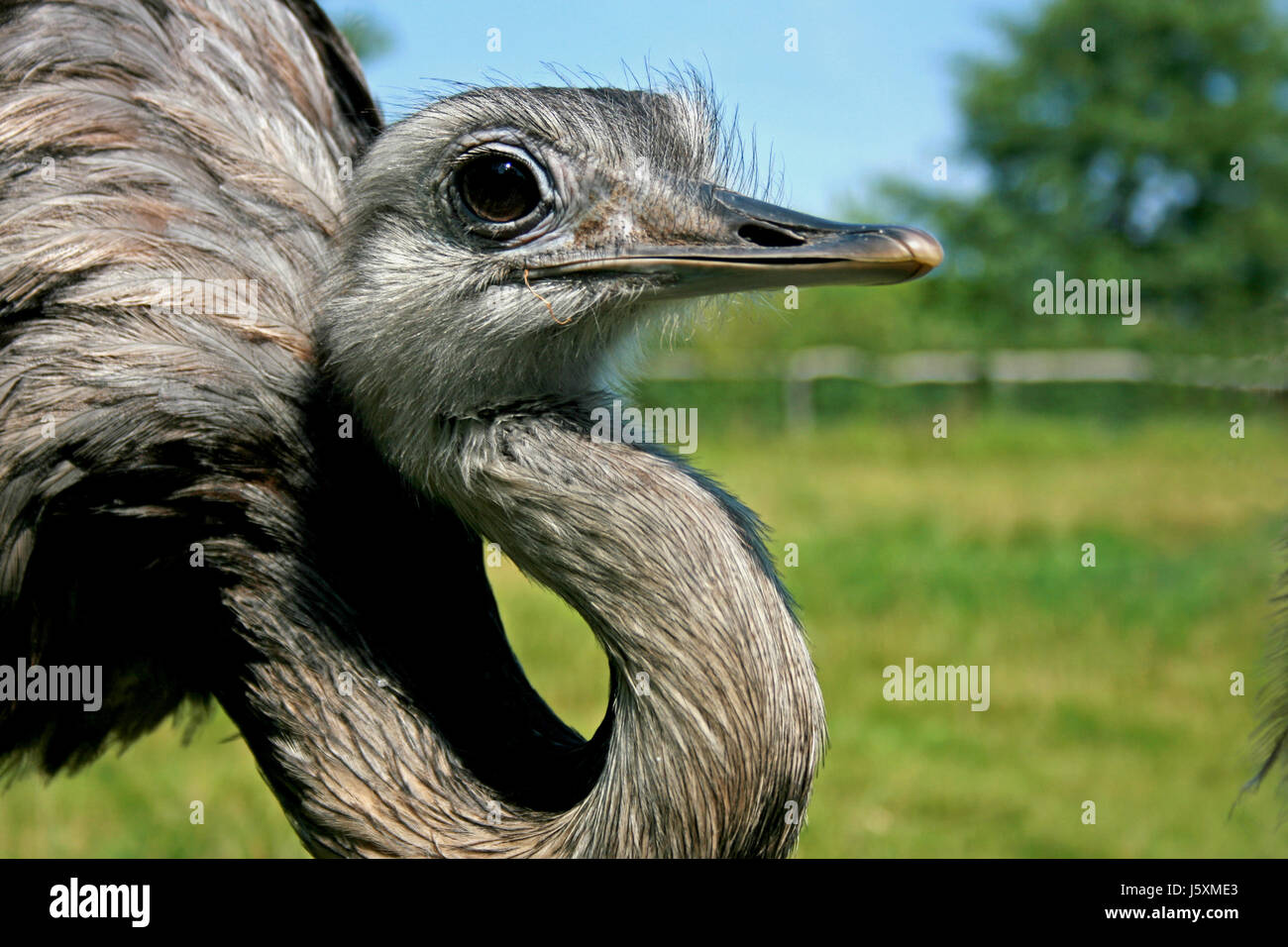 ostrich cursorial birds nosegay bird eye organ birds beak feathering ...
