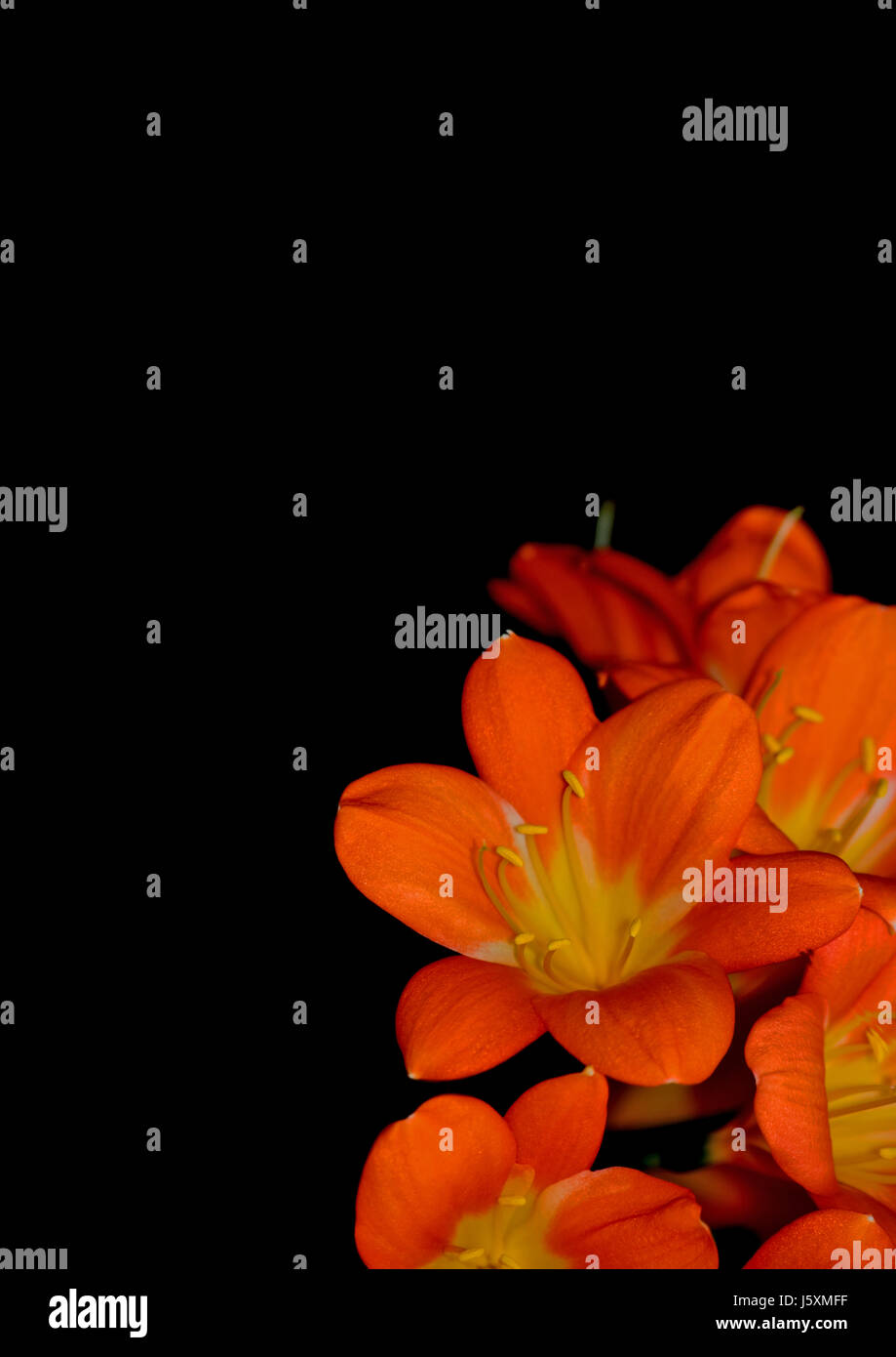 Bltenschaft hi-res stock photography and images - Alamy