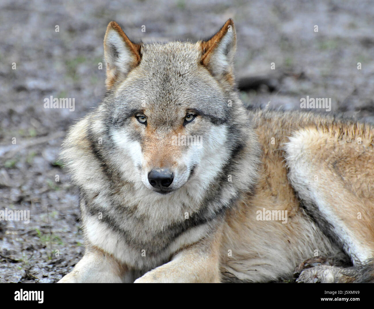 alpha - wolf Stock Photo - Alamy
