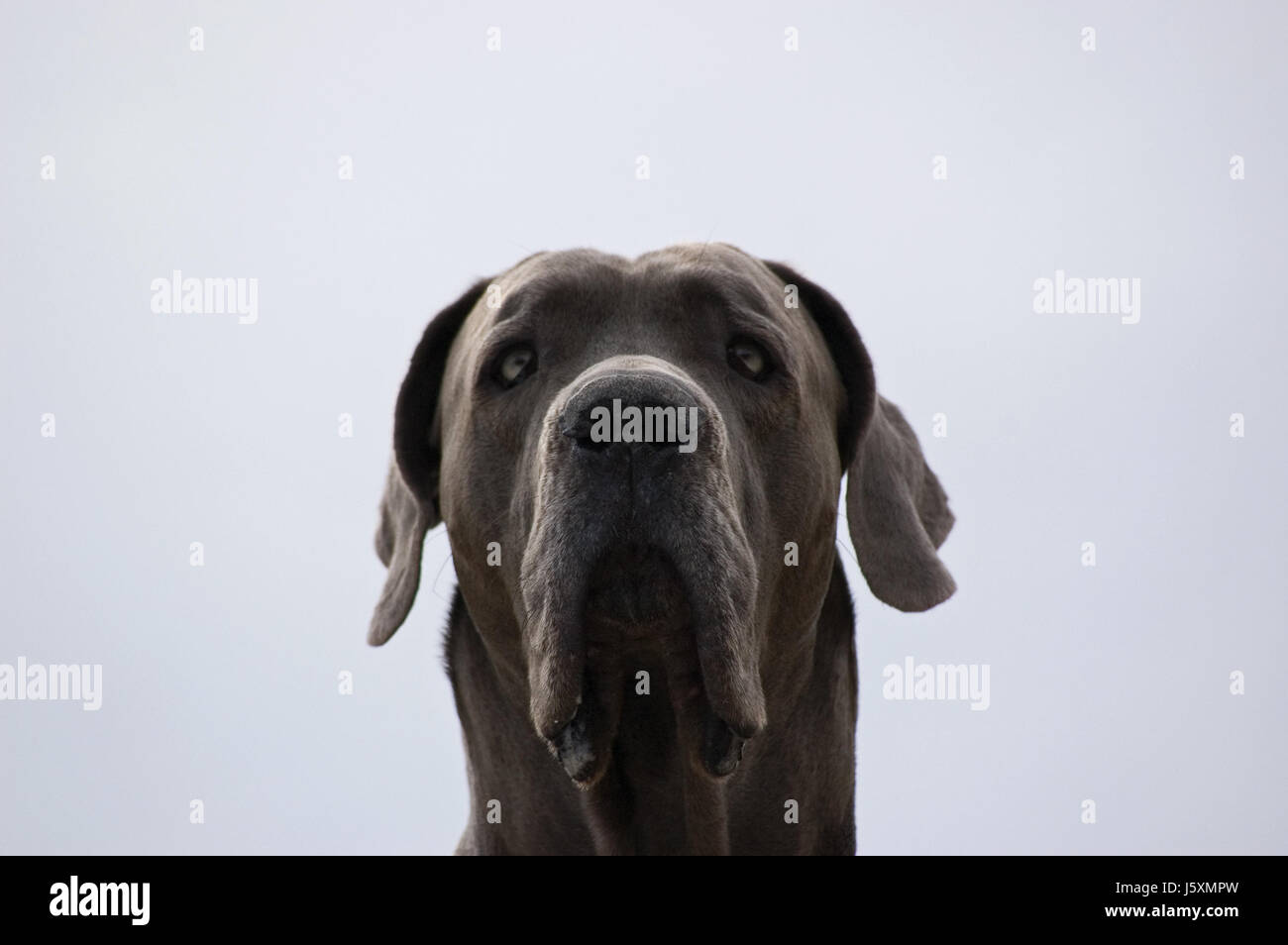 german mastiff portrait Stock Photo - Alamy