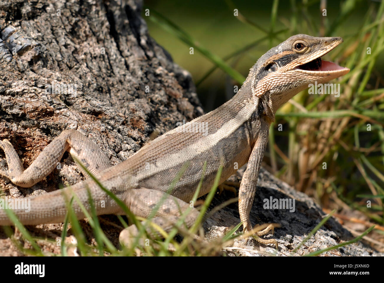 desert wasteland reptile lizard saurian australia desert wasteland ...