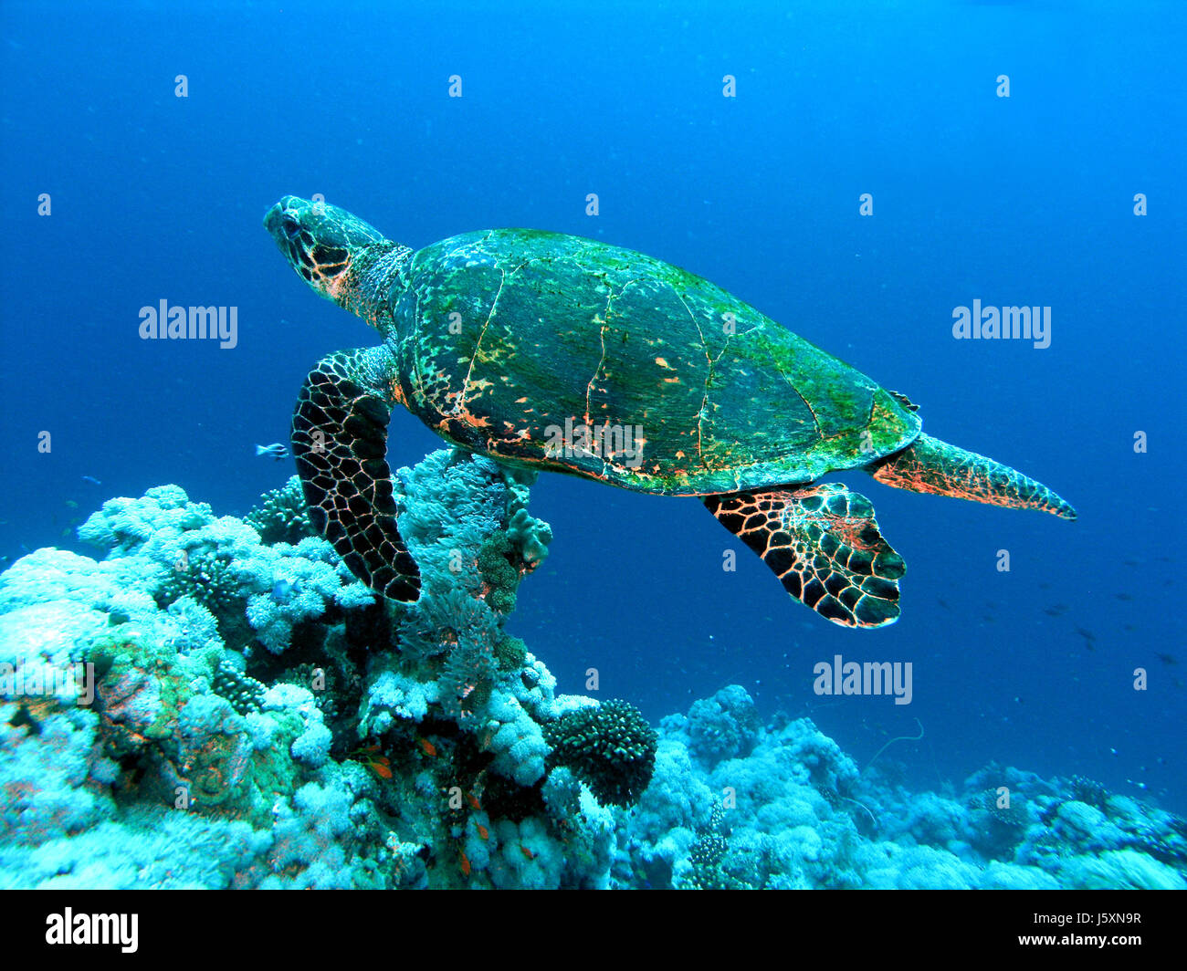 turtle threatens tortoise reptile underwater rare egypt dive reptiles ...