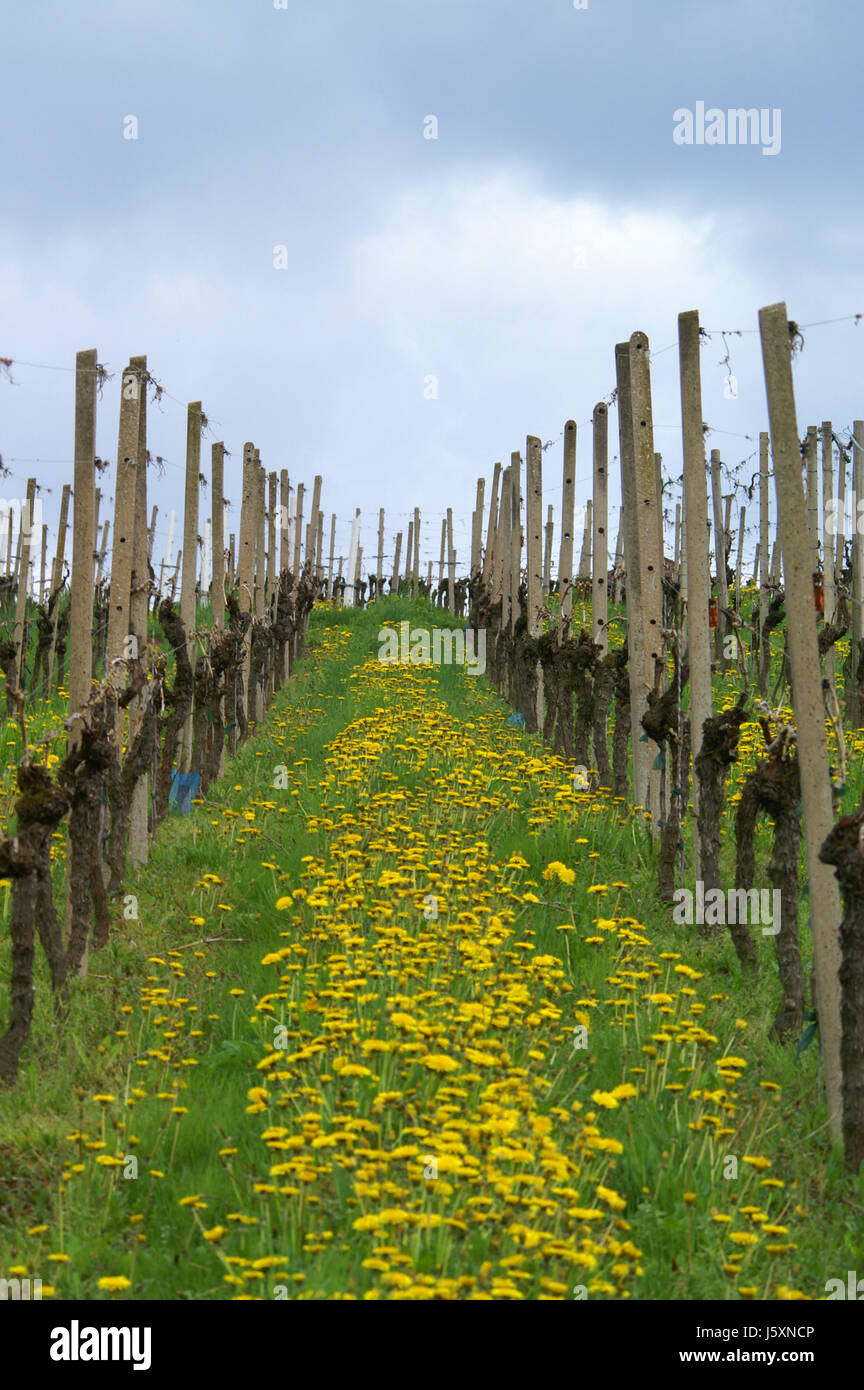 grape vines in the spring Stock Photo - Alamy