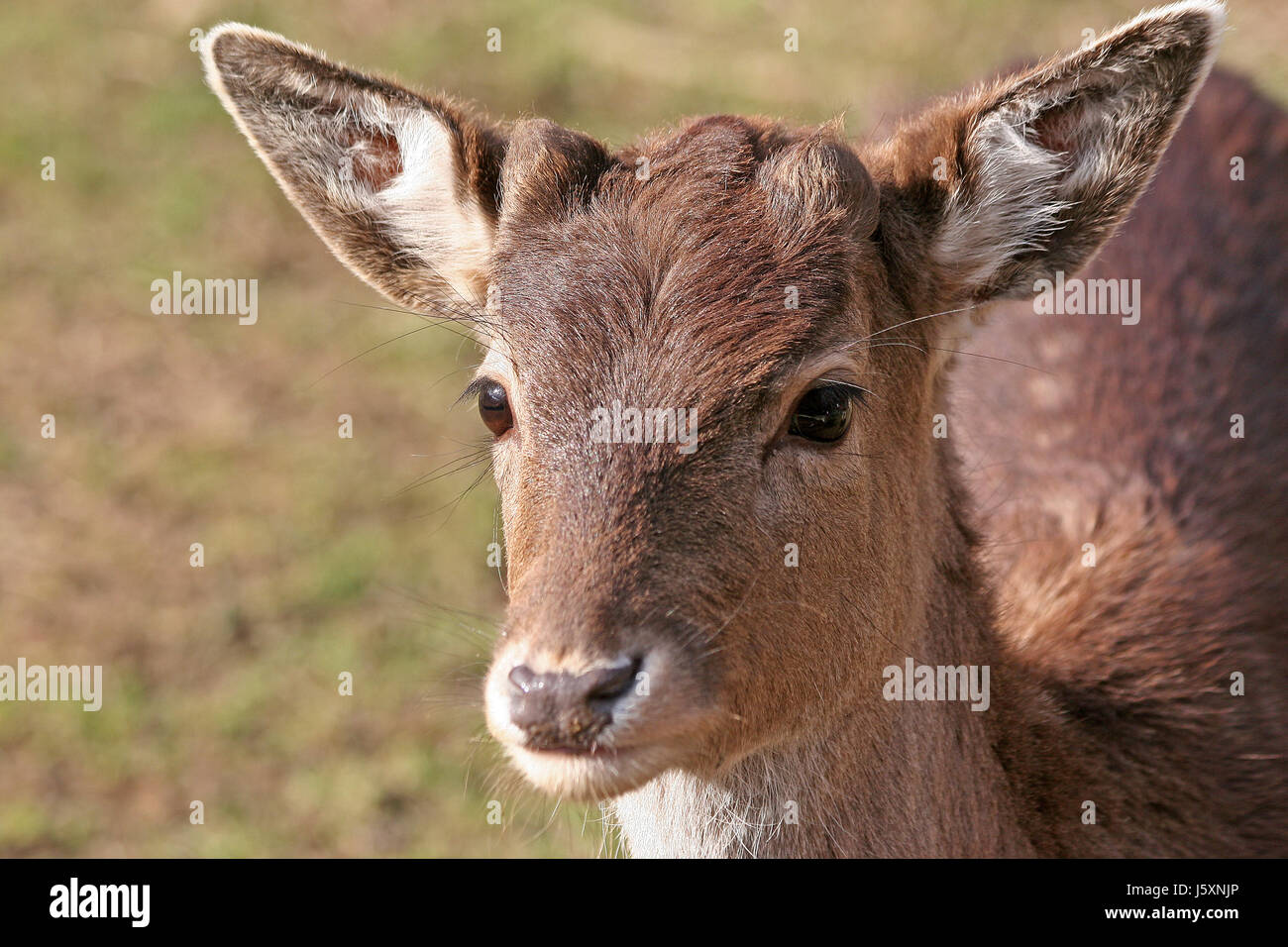 animal wild portrait eyes roebuck roe hunting chase nature animal wild ...
