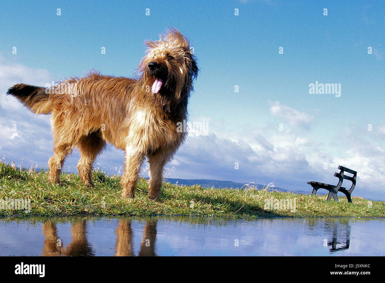 Dog windy hi-res stock photography and images - Alamy