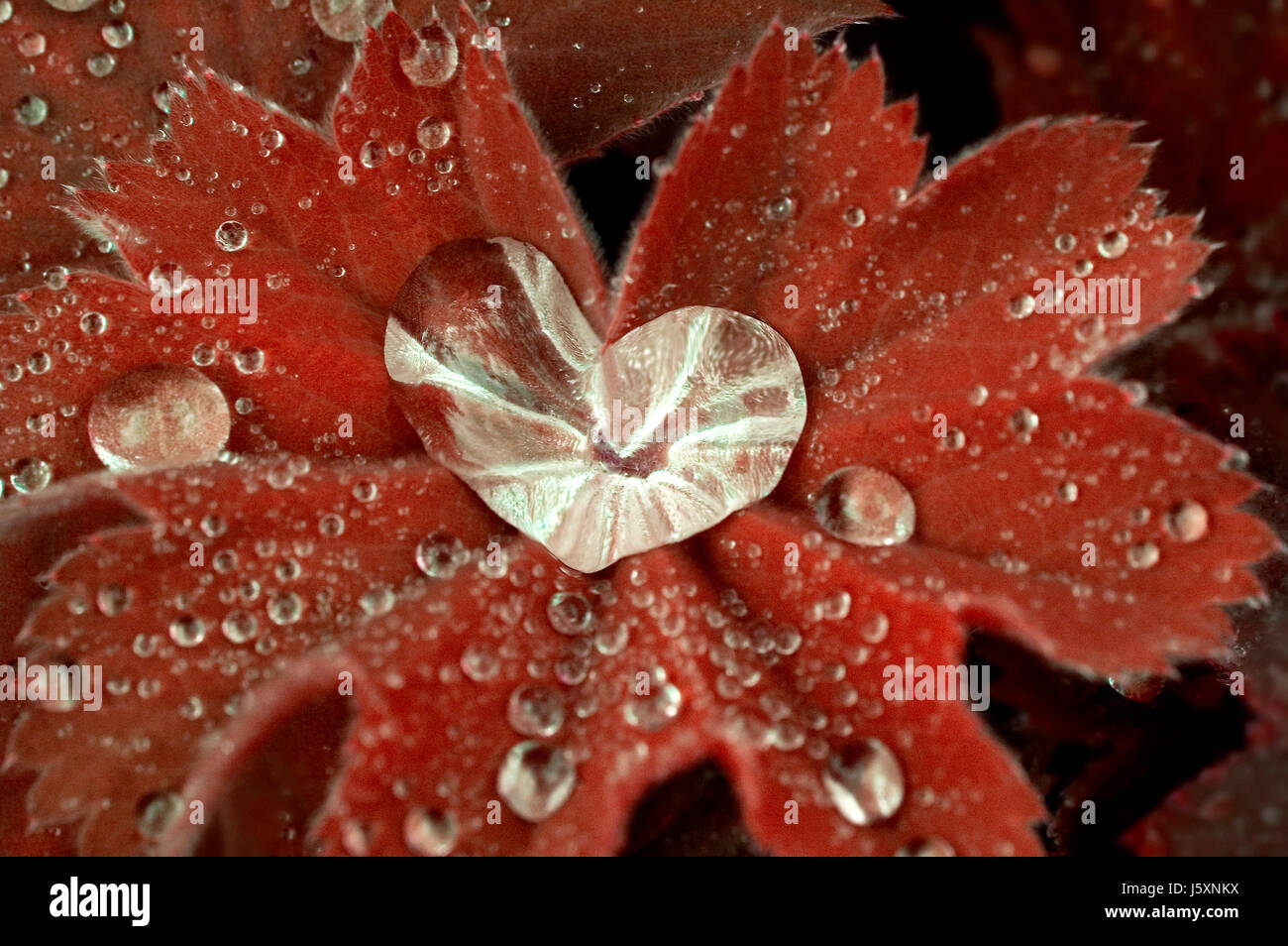 dew hand heart red nature drop drip drops seeping sopping drips dew ...