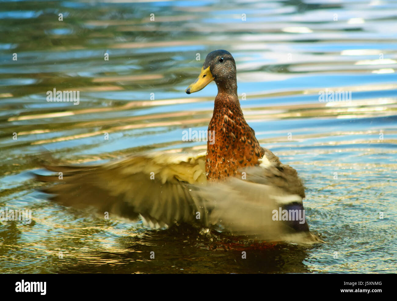 wing wet duck swinging swing mallard female water drop drip drops ...