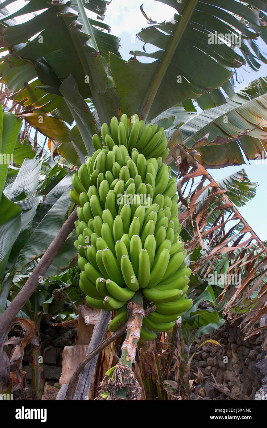 fruit canary islands banana tropical plantation semitropical harvest ...