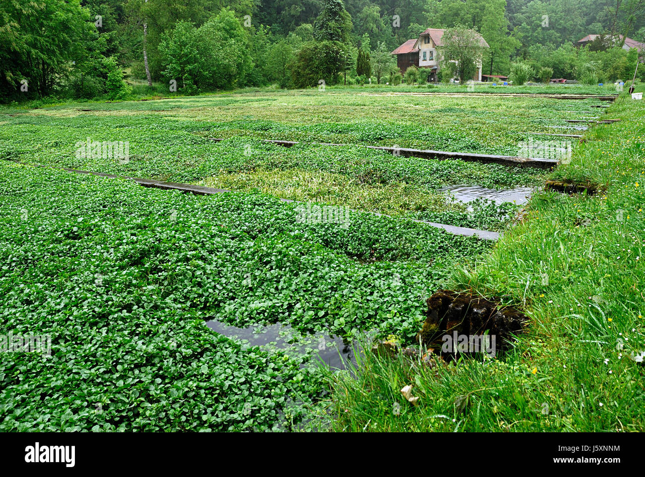 Kressig hi-res stock photography and images - Alamy