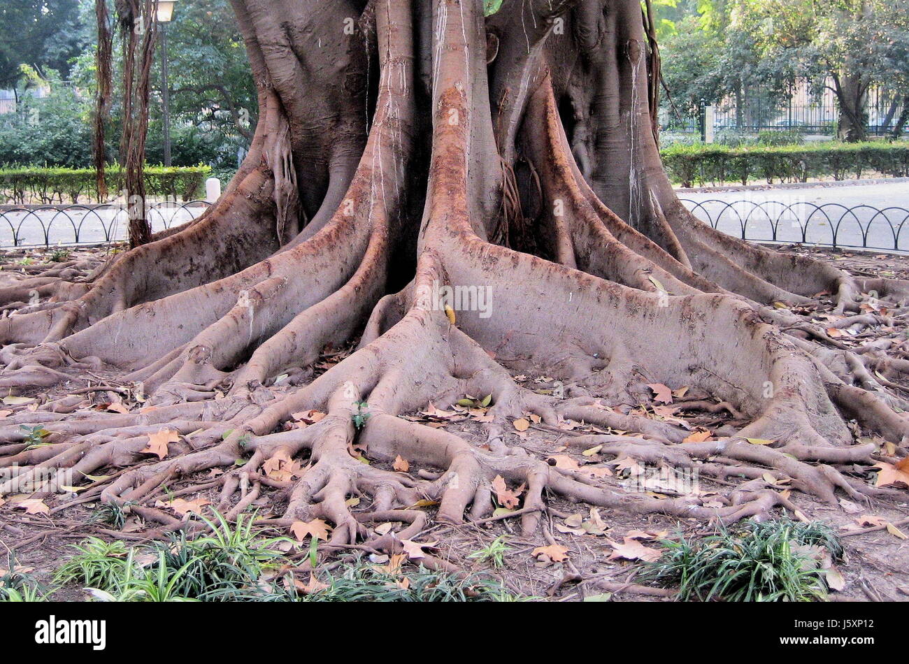 tree strong leaves root foliage nature big large enormous extreme ...