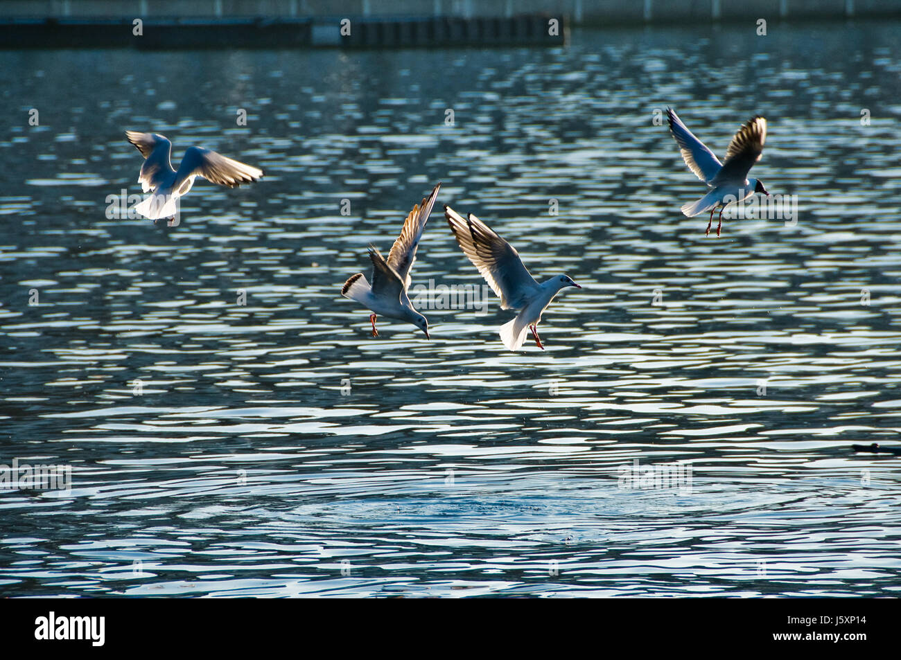 flight bird birds harbor angle fish harbours sequence water nose dive ...