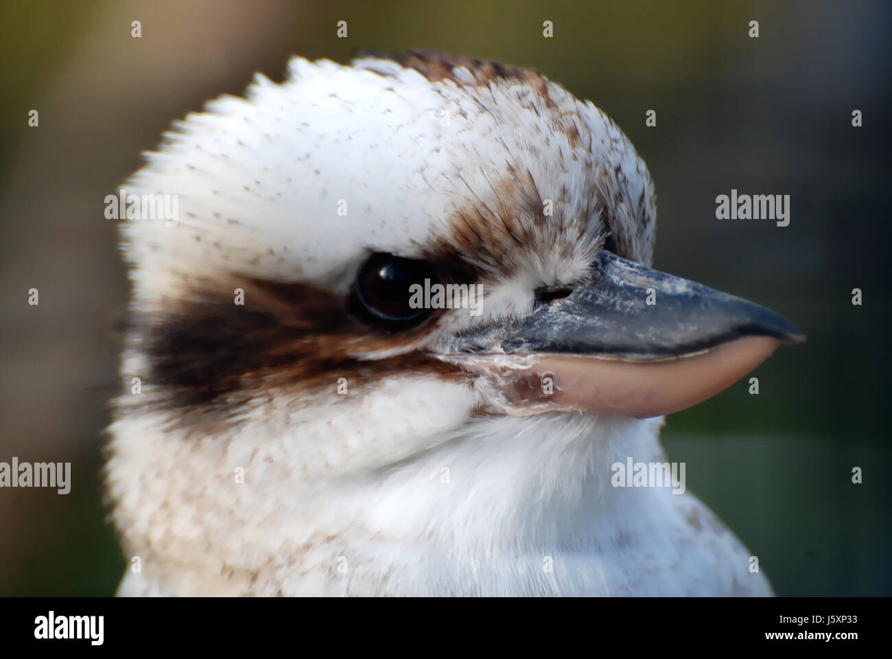 bird birds kingfisher kingfishers laugh laughs laughing twit giggle ...