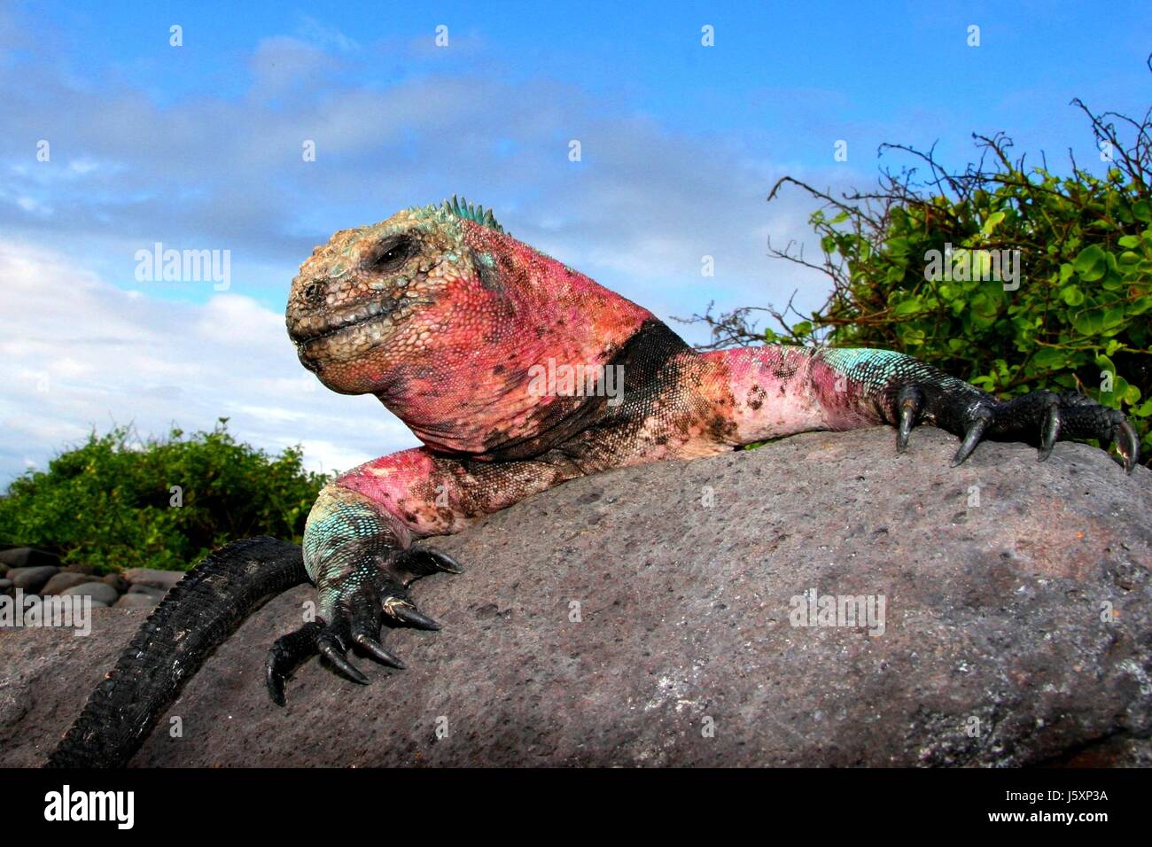 iguana rotten decay ecuador firmament sky iguana rotten decay ecuador ...