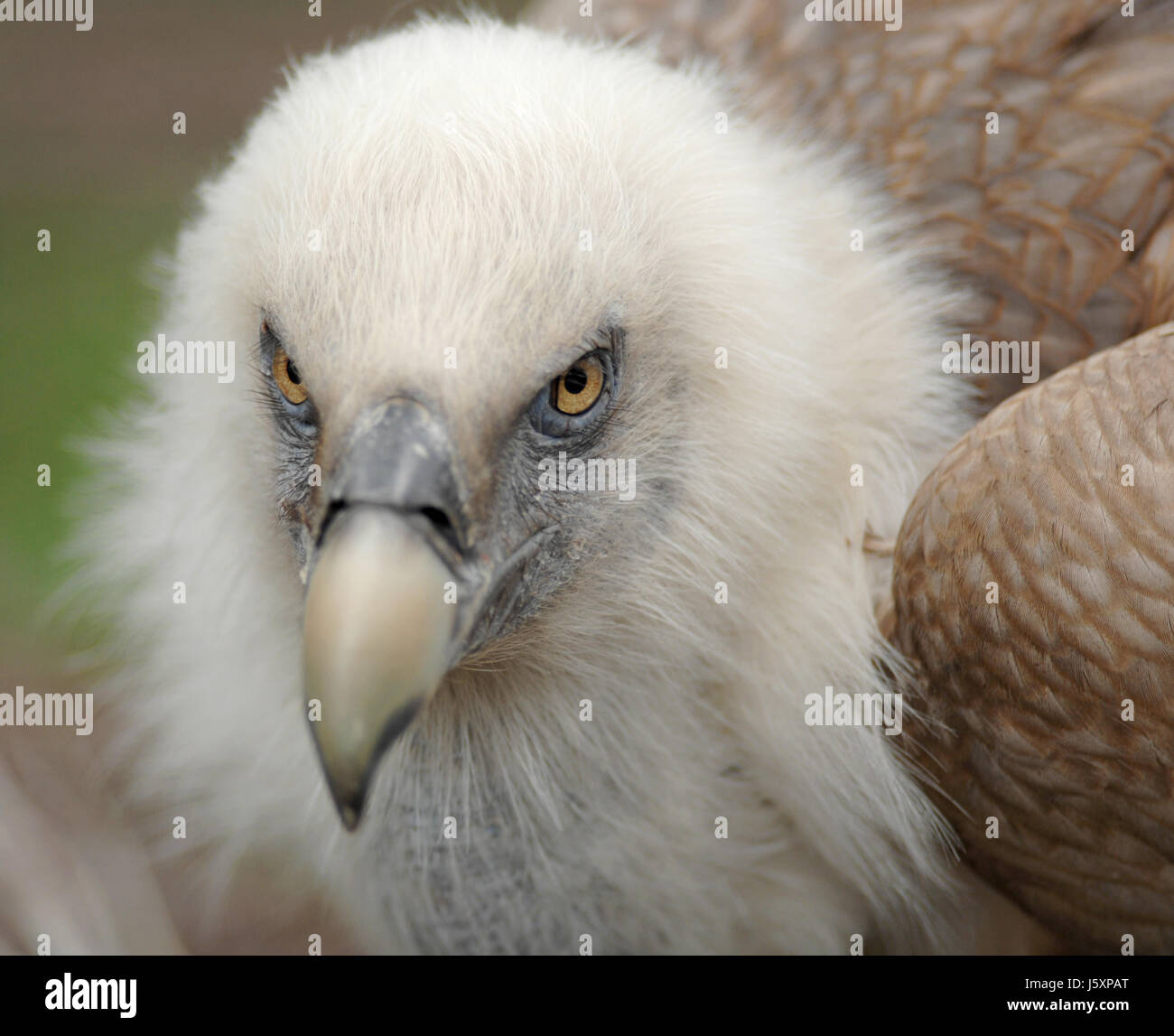 bird portrait birds beak vulture beaks fly flies flys flying head ...