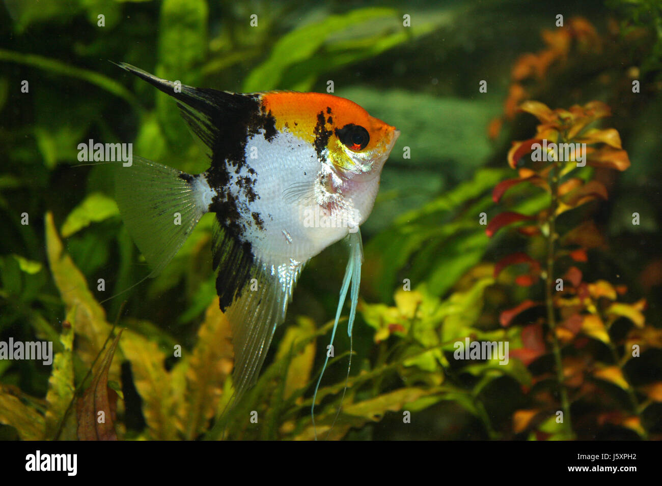 Fish scalar hi-res stock photography and images - Alamy