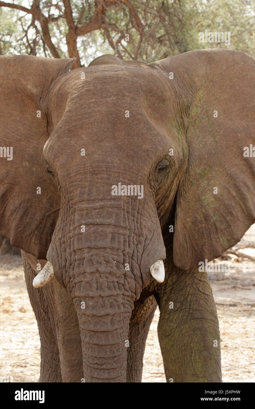 africa elephant safari frontally proboscis head macro close-up macro ...