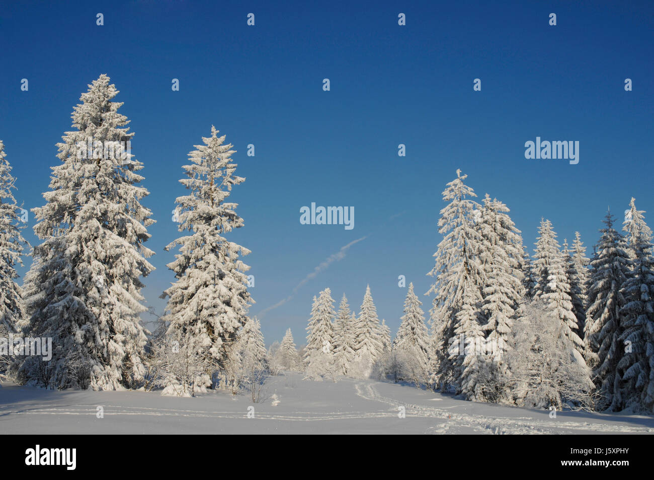 winter black forest morning sun snow winter shine shines bright lucent ...