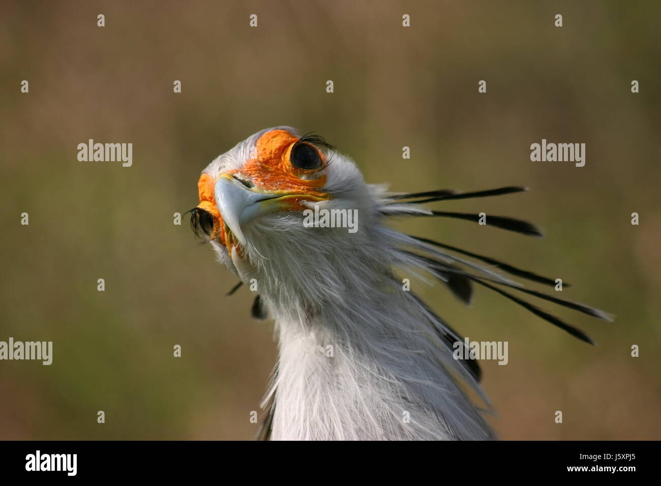 secretary bird birds animal portrait eyes look glancing see view ...