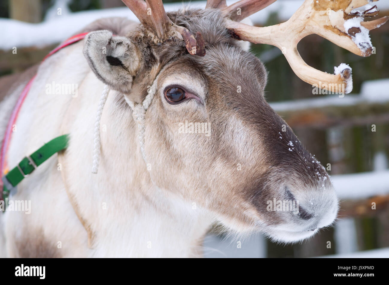 farm animal polar circle sledge horns reindeer snow mammal horn skin ...