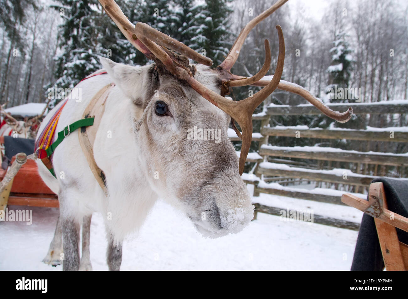 farm animal polar circle sledge horns reindeer snow mammal horn skin ...