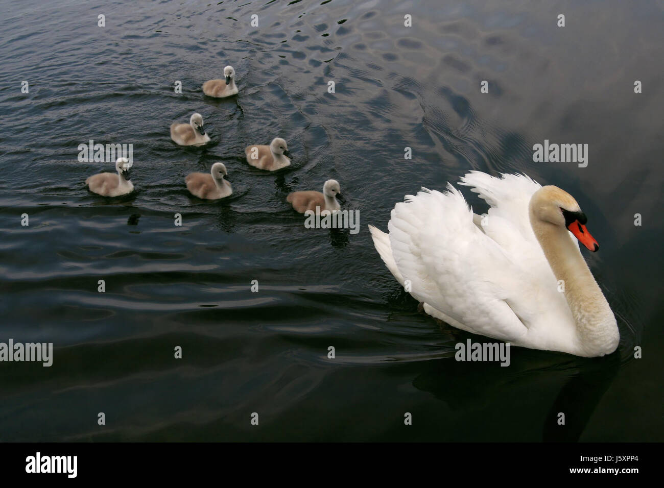 swan six triangle sixpack familiy family grouping swan offspring leader ...