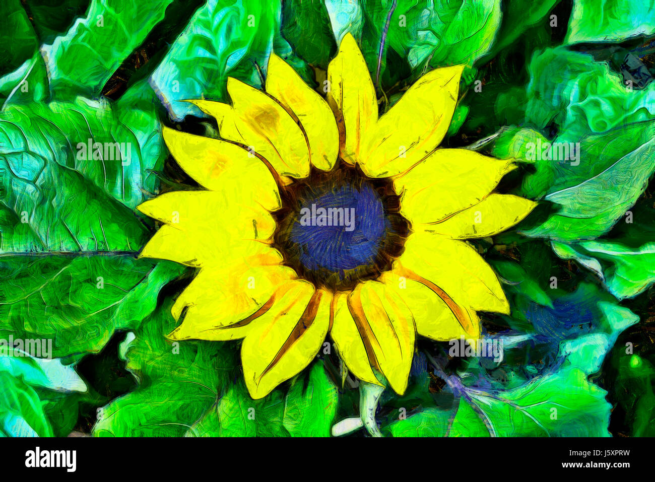 Sunflower in botanical garden Stock Photo - Alamy