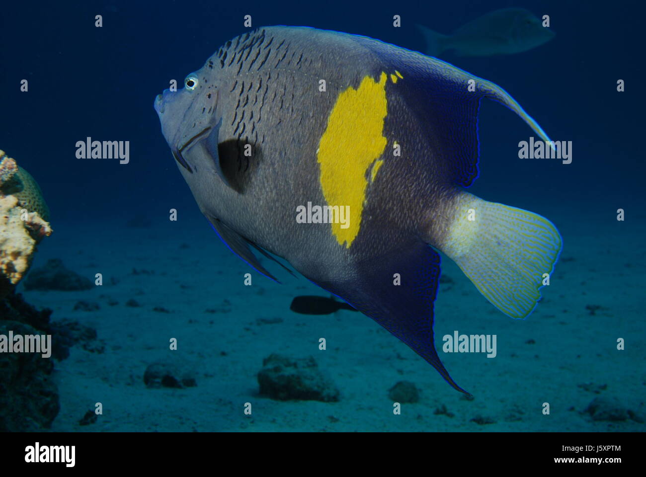 Madagaskar fish hi-res stock photography and images - Alamy