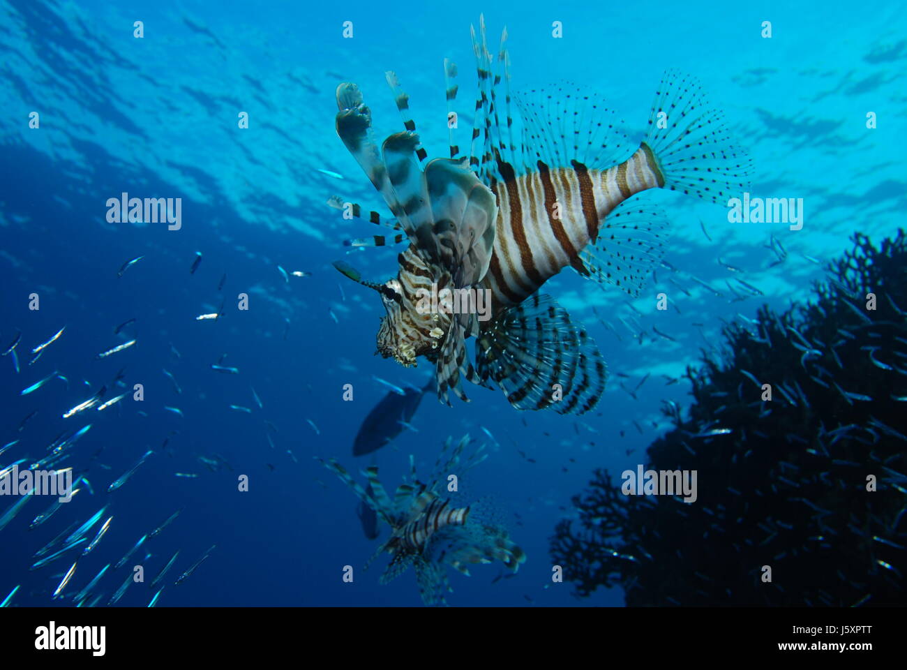 underwater egypt dive reef fish underwater egypt dive poison reef ...