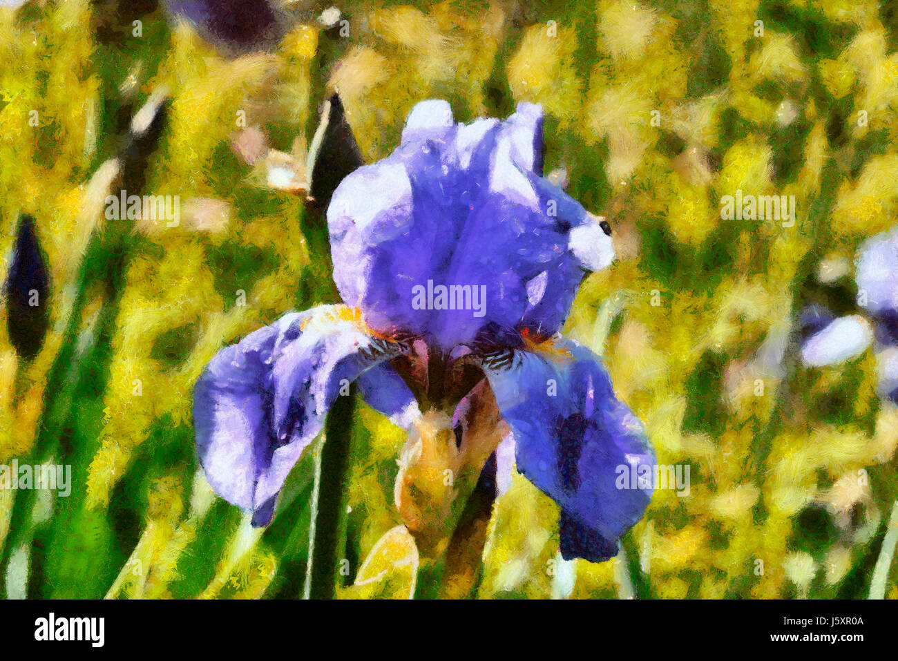 Iris flower in botanical garden Stock Photo - Alamy