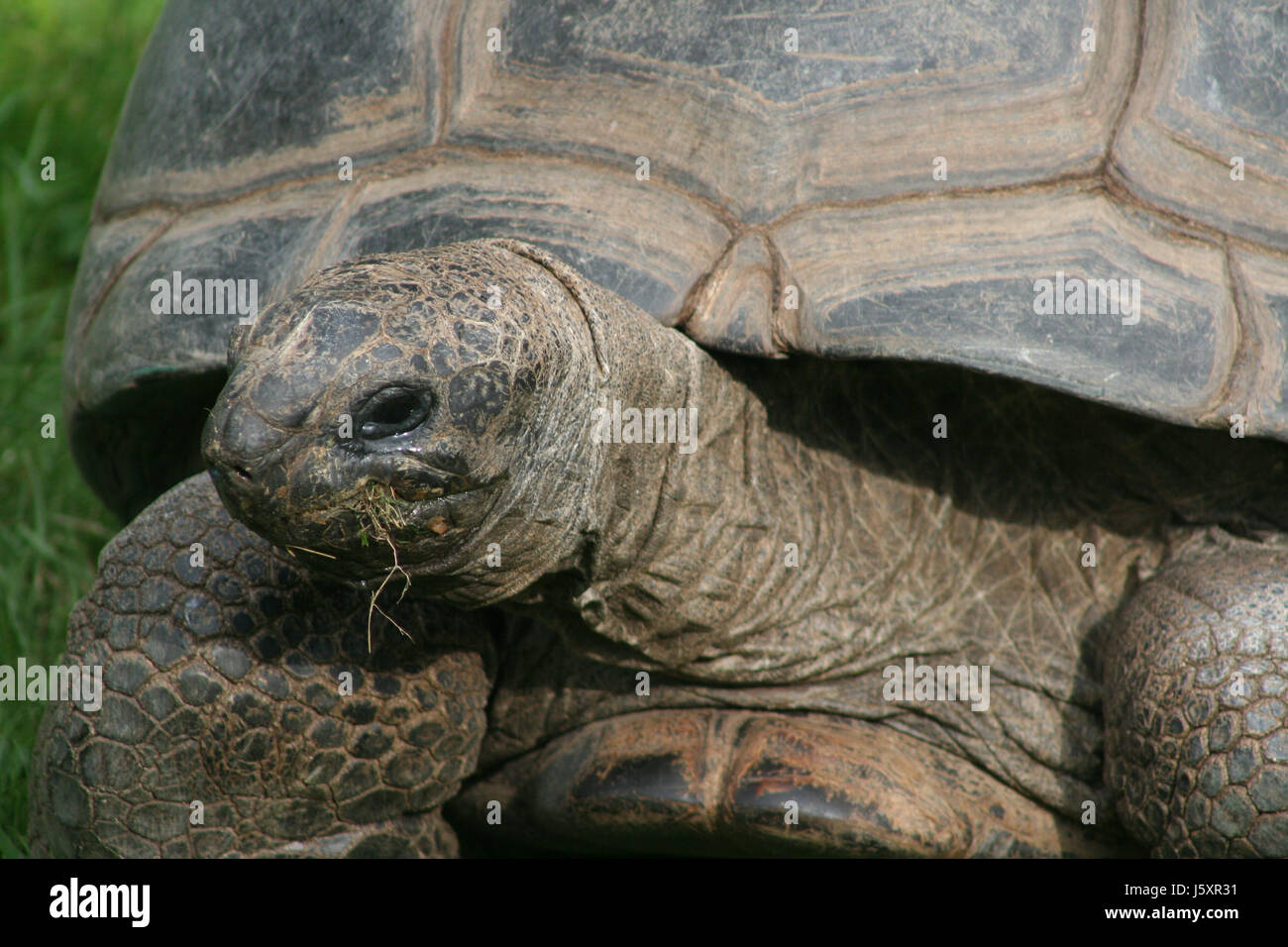 Shield armour hi-res stock photography and images - Alamy