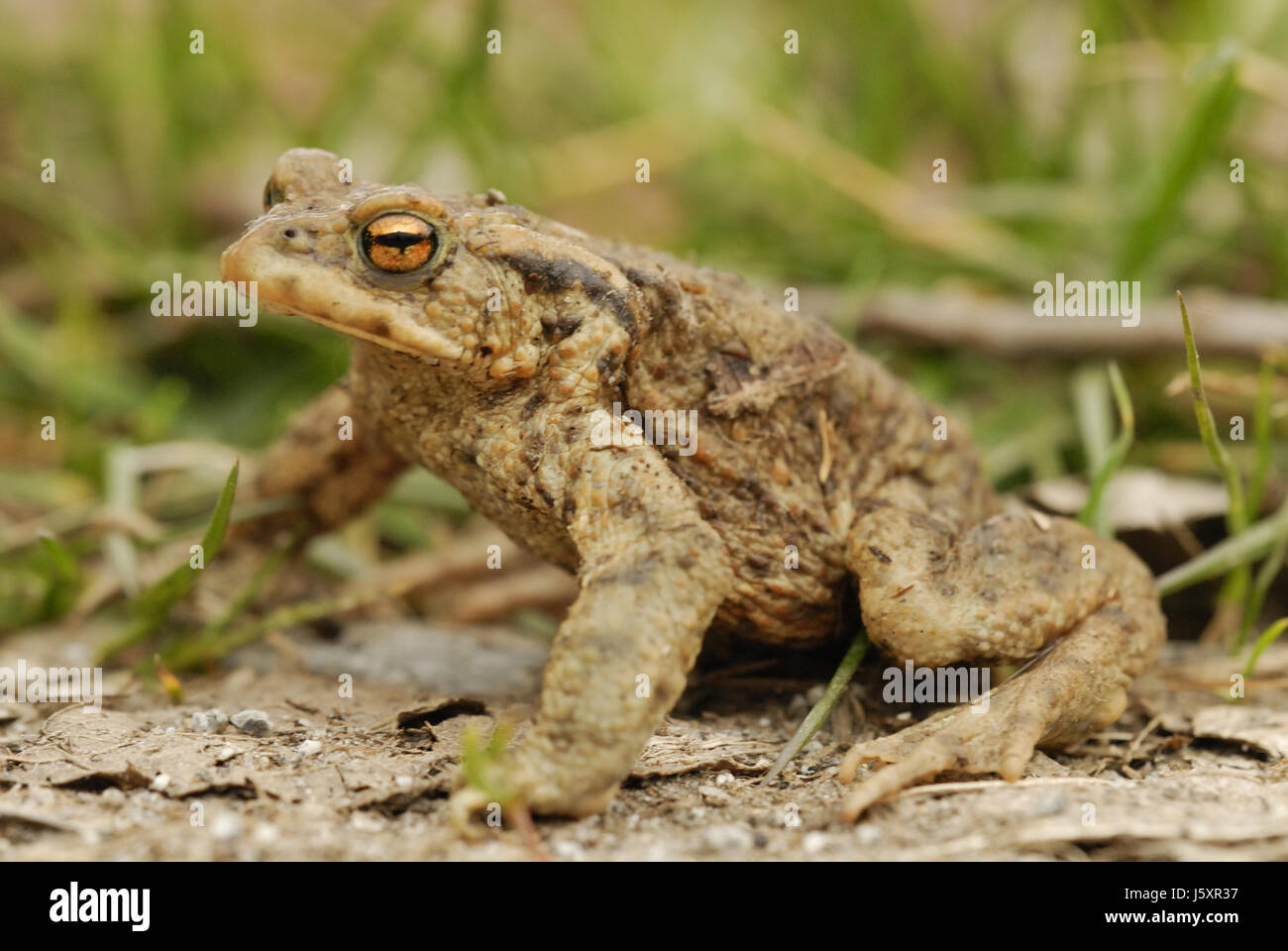 hike go hiking ramble amphibians frog toads animal spring globe planet ...