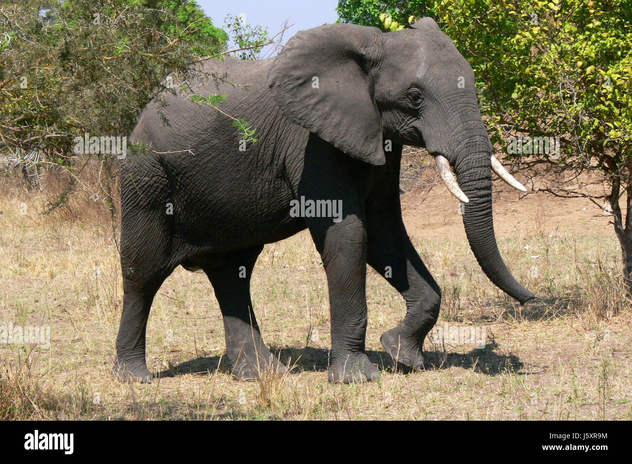 national park africa elephant ivory tusks bush malawi tree trees ...