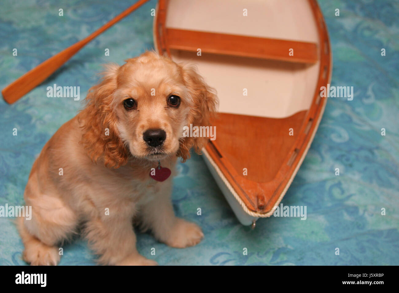 Are Cocker Spaniels Cuddly