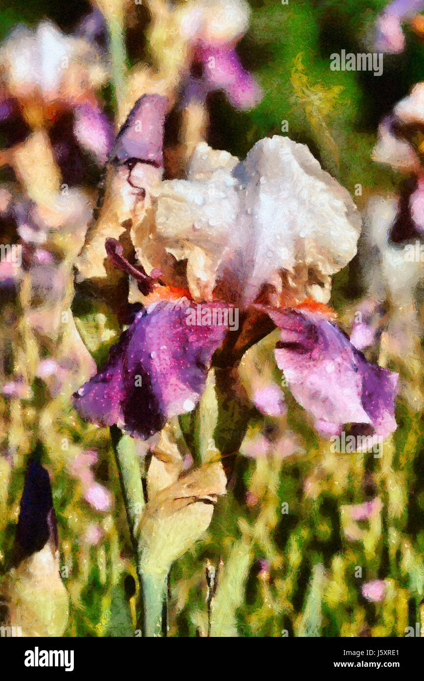 Iris flower in botanical garden Stock Photo - Alamy
