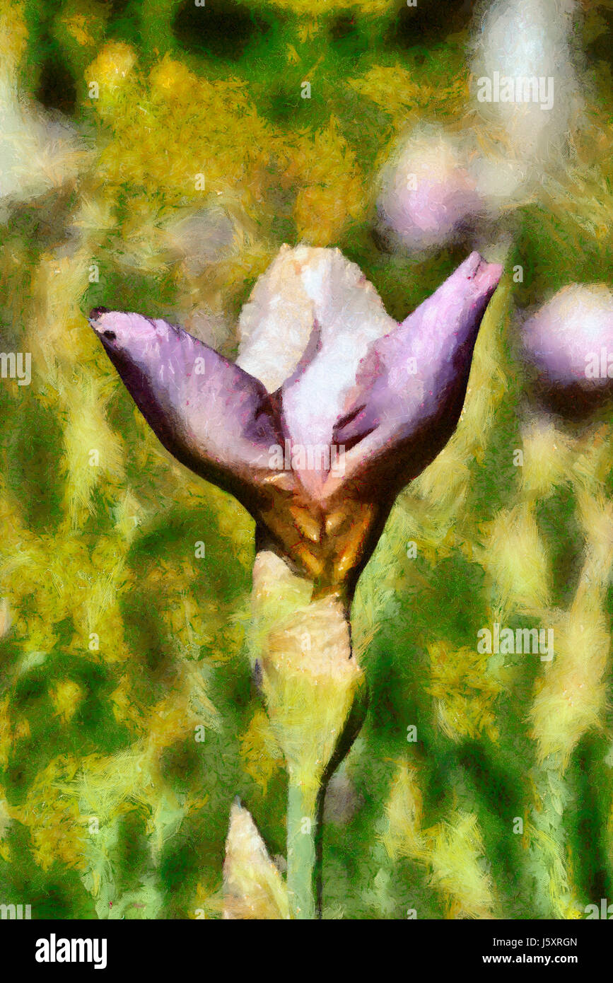 Iris flower bud in botanical garden Stock Photo - Alamy