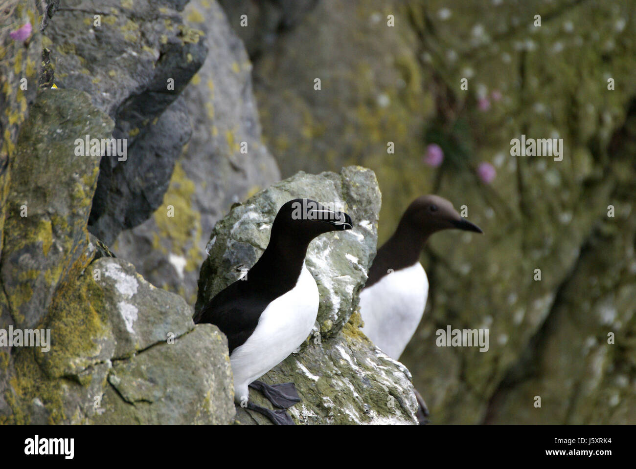bird birds environment enviroment bird birds wildlife ireland nesting ...