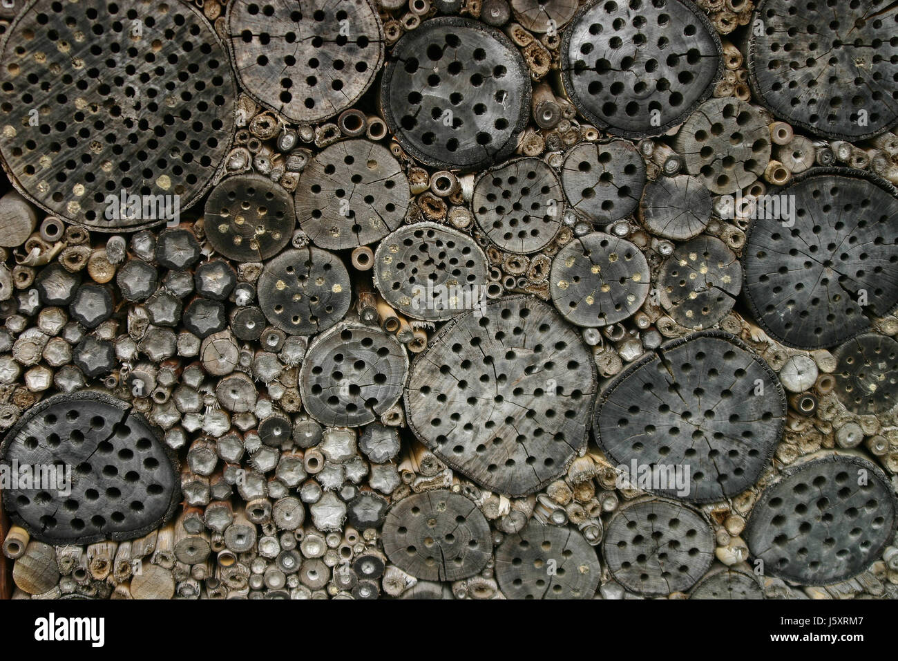 insects holes punch insect insects wood reed branches fly wasp nest ...