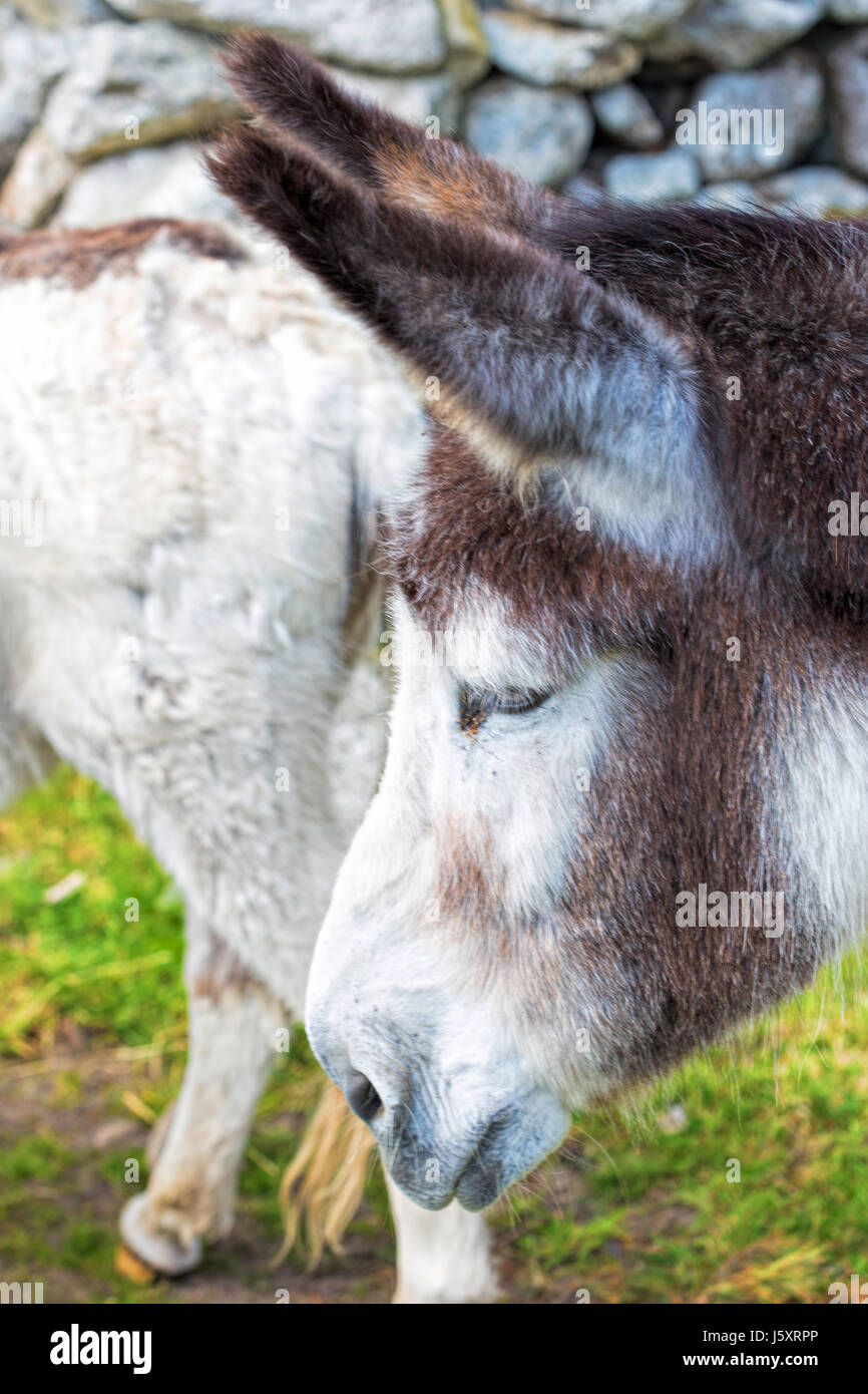 Donkey on farm Stock Photo - Alamy