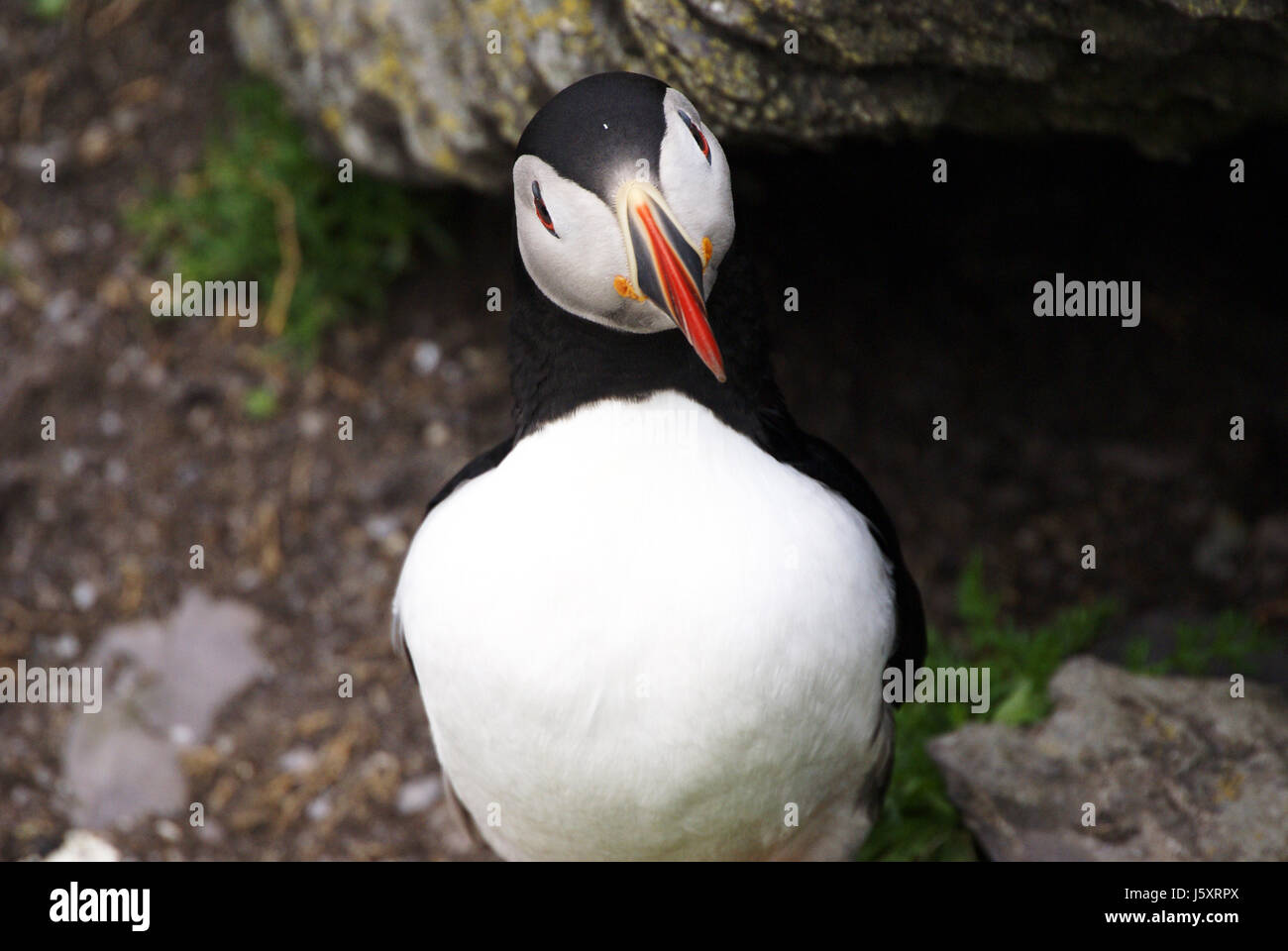 look glancing see view looking peeking looking at nest in its of from ...