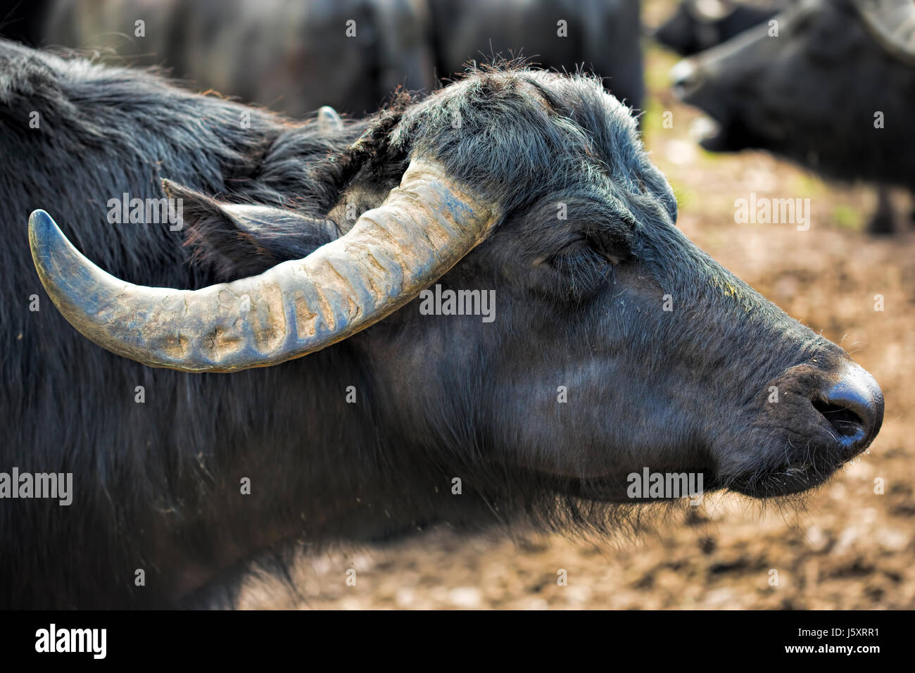 Buffalo on the Irish farm Stock Photo - Alamy