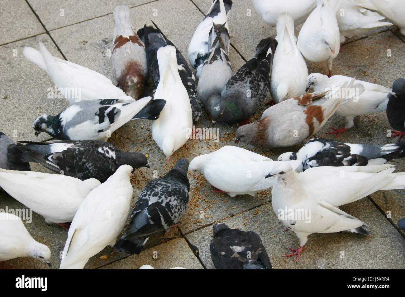 Pigeons swarm on street in hi-res stock photography and images - Alamy