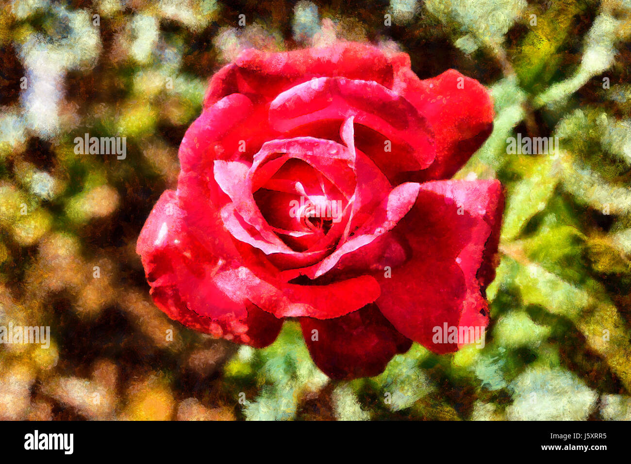 Red rose in botanical garden Stock Photo - Alamy