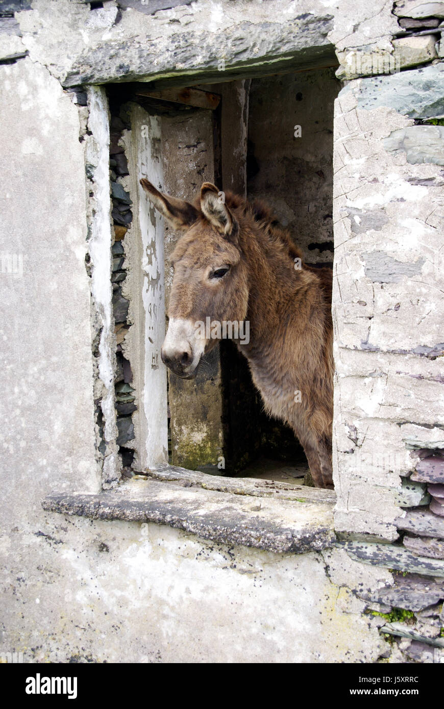 Donkey by stable hi-res stock photography and images - Alamy