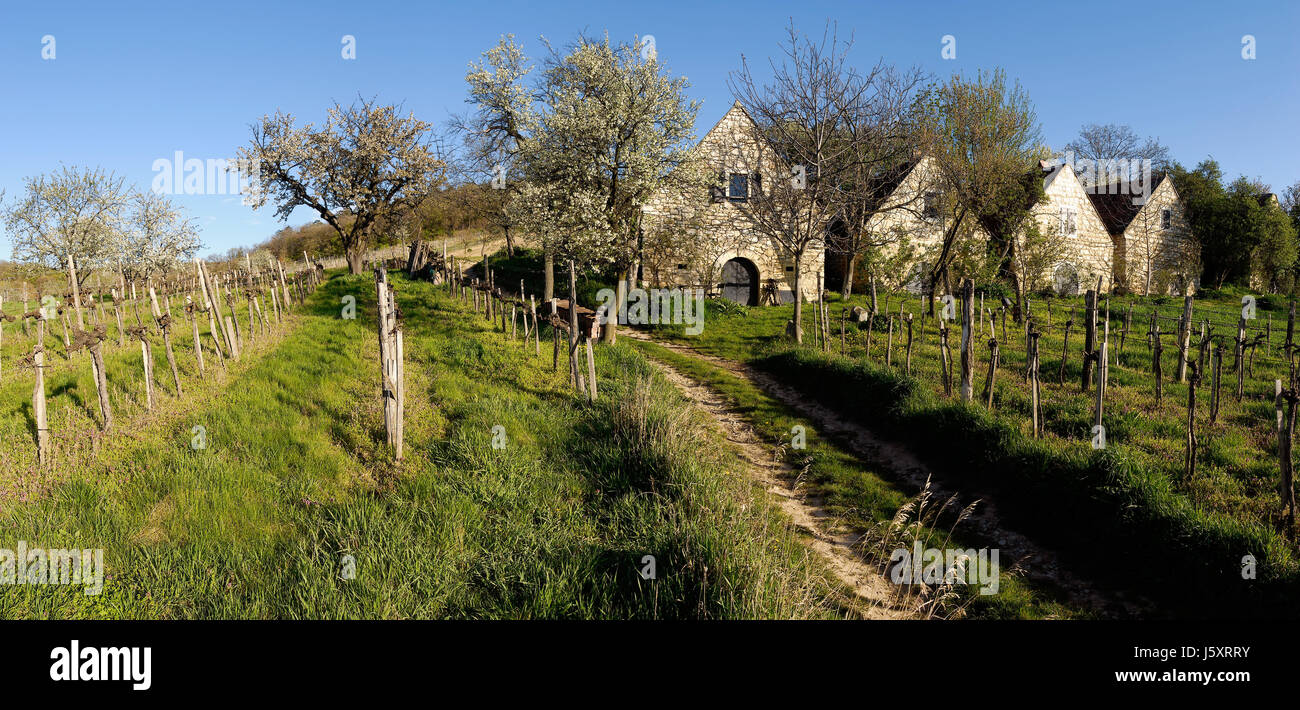 spring viticulture fruit-tree wine cellar vineyard wineyard vine grape ...