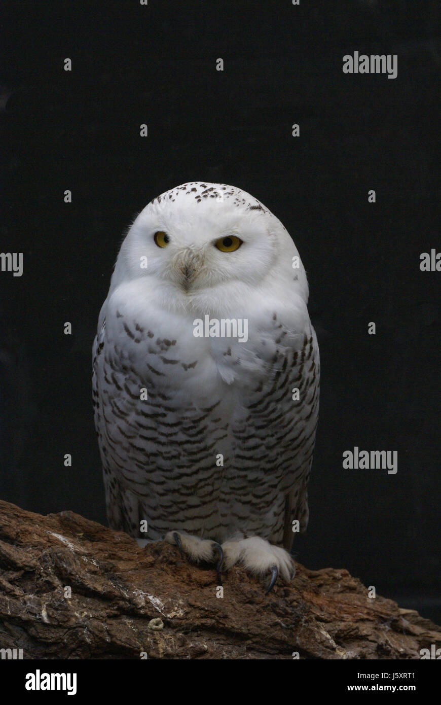 snow coke cocaine material drug anaesthetic addictive drug up on owl ...