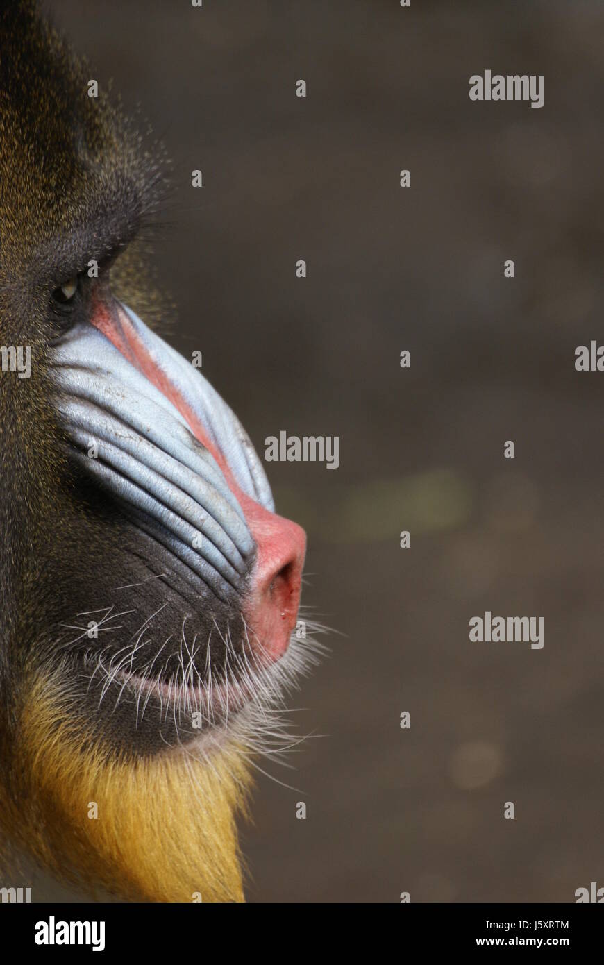 male masculine mandril head profile strong male masculine face monkey ...