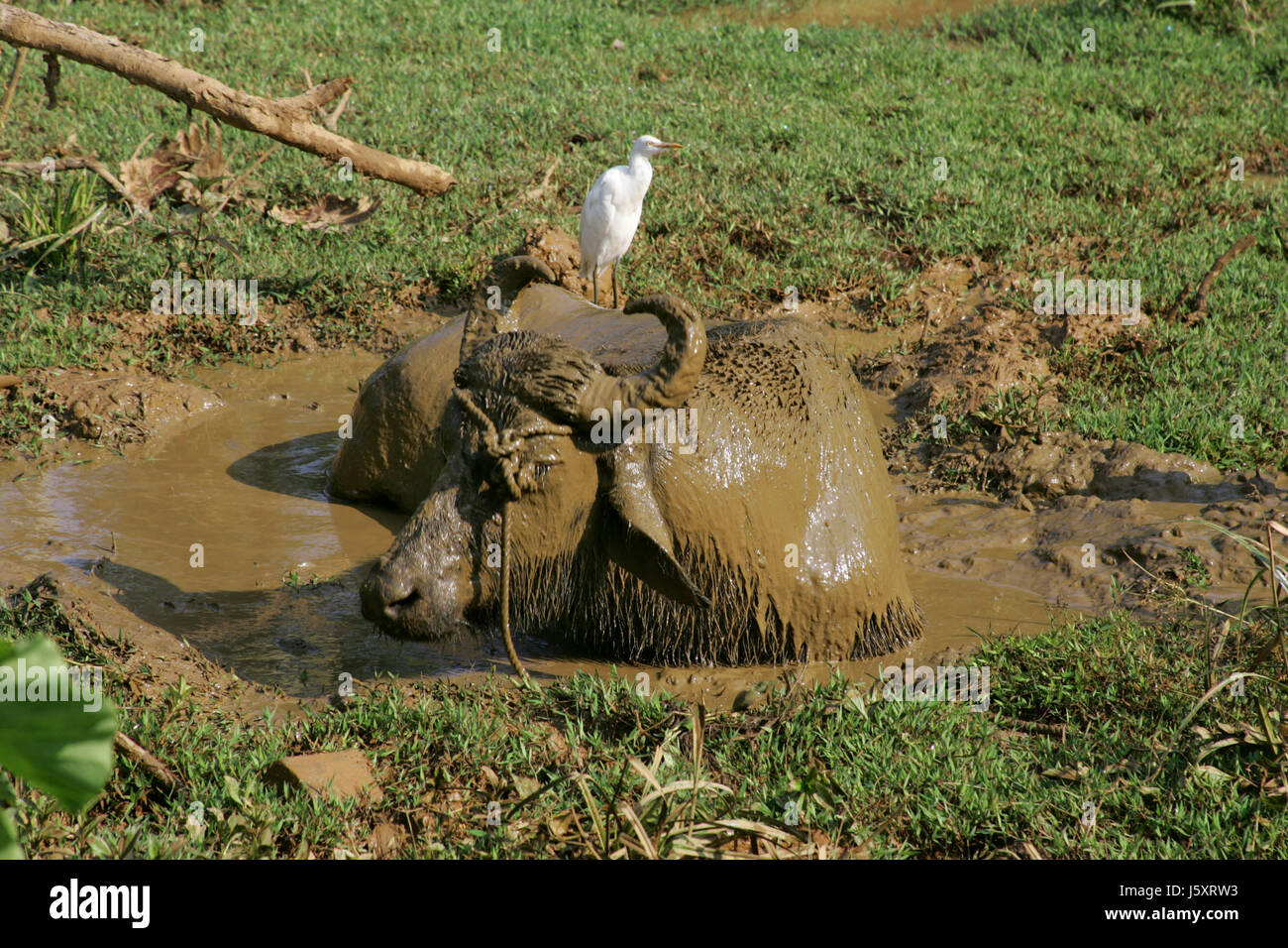 animal asia agriculture paddy field nature animal bird asia field horn ...